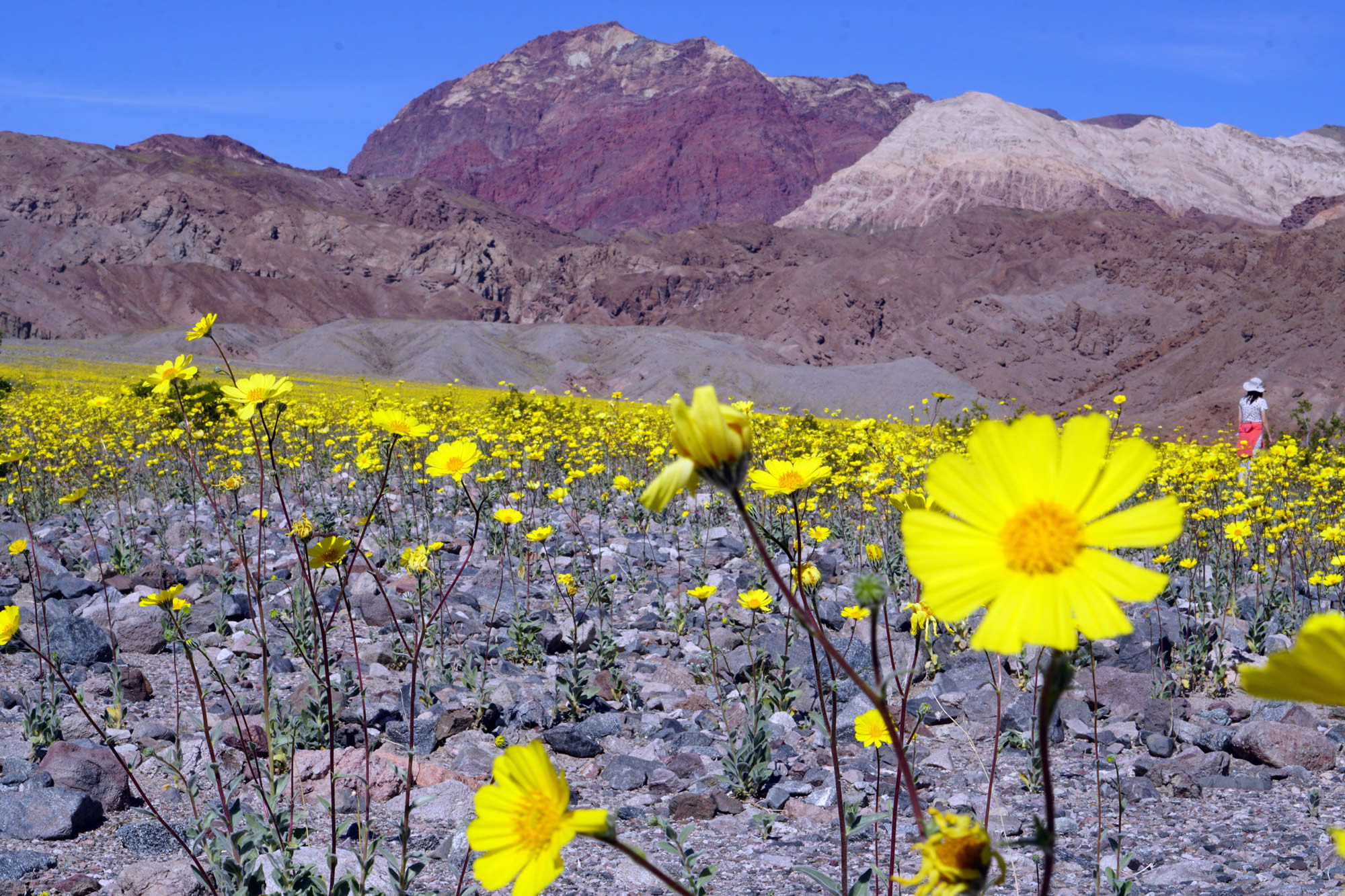 Death Valley Wildflower Phenomena Brought to you by El Niño - Visit Bishop