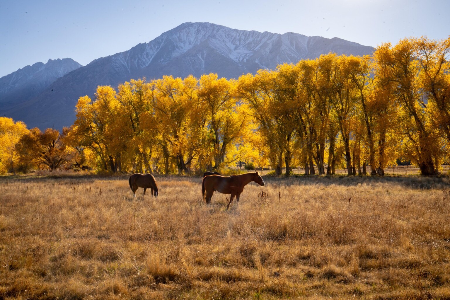 Bishop Fall Colors Report - Visit Bishop